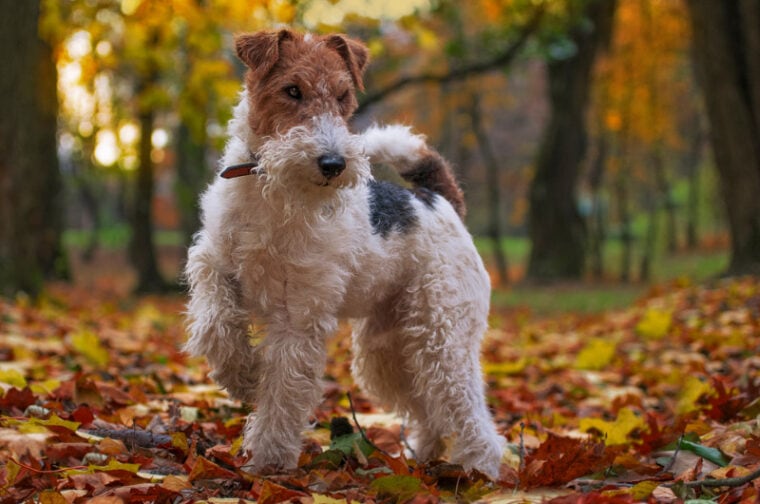 16 Wire Haired Dog Breeds: Info, Pictures, Facts & History | Hepper Pet ...