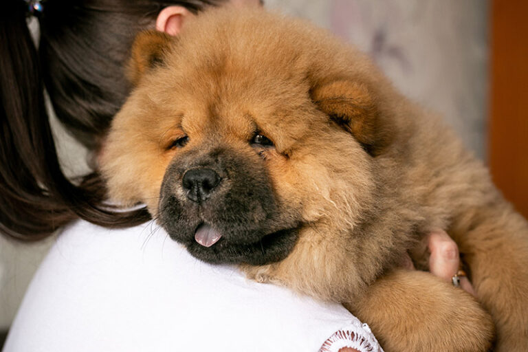 Why Does My Dog Eat My Hair? 7 Vet-Verified Reasons | Hepper Pet Resources