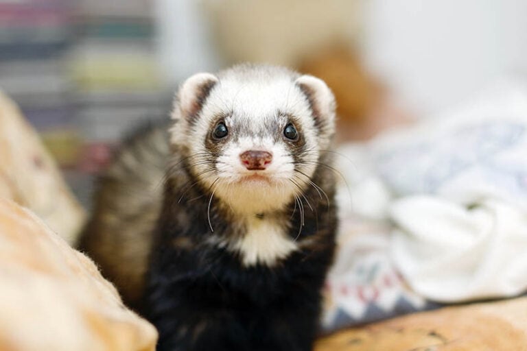 How Long Do Ferrets Sleep? Vet-Reviewed Sleeping Habits Explanation ...