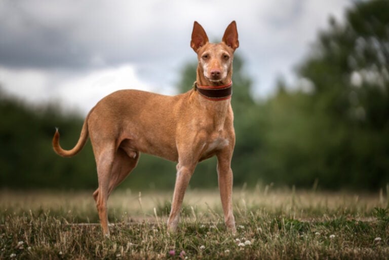 26 Spanish Dog Breeds: Info, Pictures & History of Pups From Spain ...
