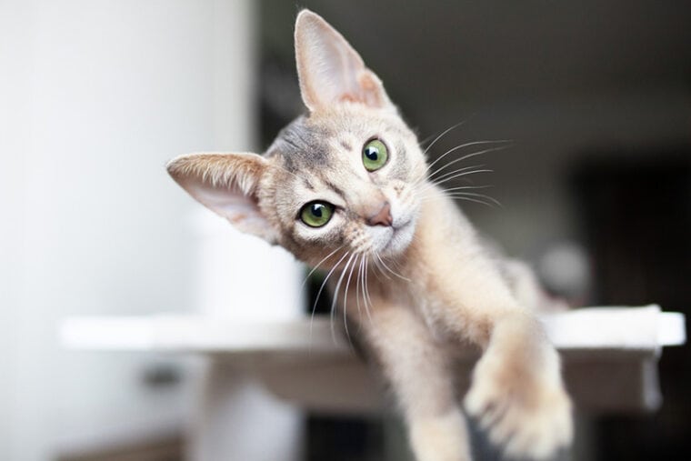 6 Abyssinian Cat Colors & Patterns (With Info & Pictures) | Hepper Pet ...