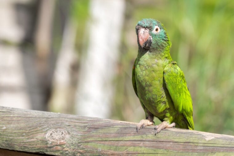 14 Green Parrot Types: Info, Pictures, Facts, and History | Hepper Pet ...