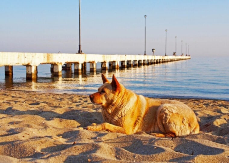 26 Spanish Dog Breeds: Info, Pictures & History of Pups From Spain ...