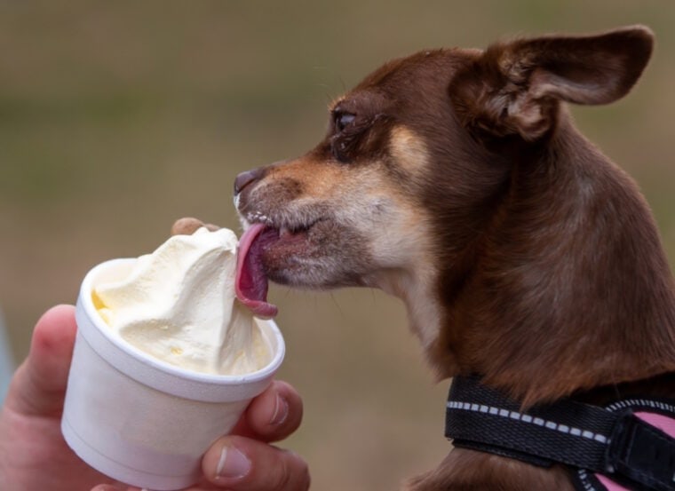 Are Chihuahuas Smart? Canine Intelligence Explained | Hepper Pet Resources