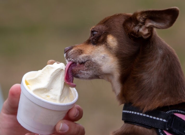 Are Chihuahuas Smart? Canine Intelligence Explained | Hepper Pet Resources