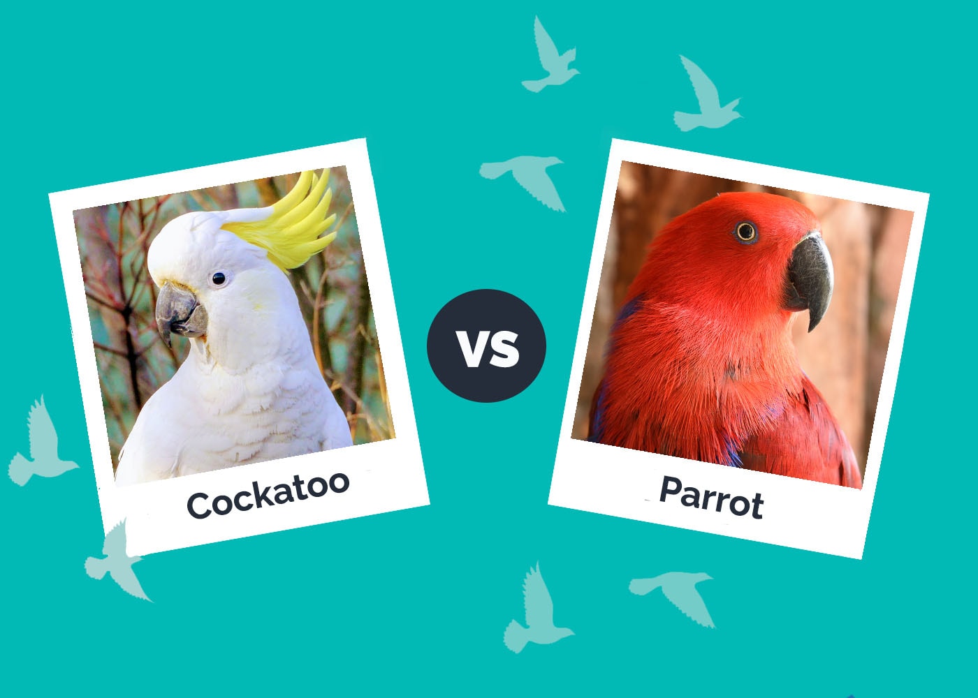 9 Smartest Parrot Breeds: Info, Pictures, Facts & Lifespan | Hepper Pet ...
