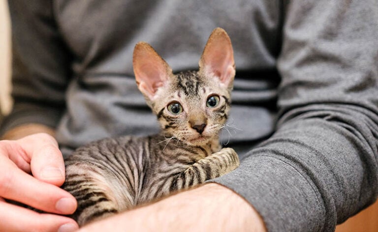 19 Cornish Rex Colors and Patterns (With Info & Pictures) | Hepper Pet ...