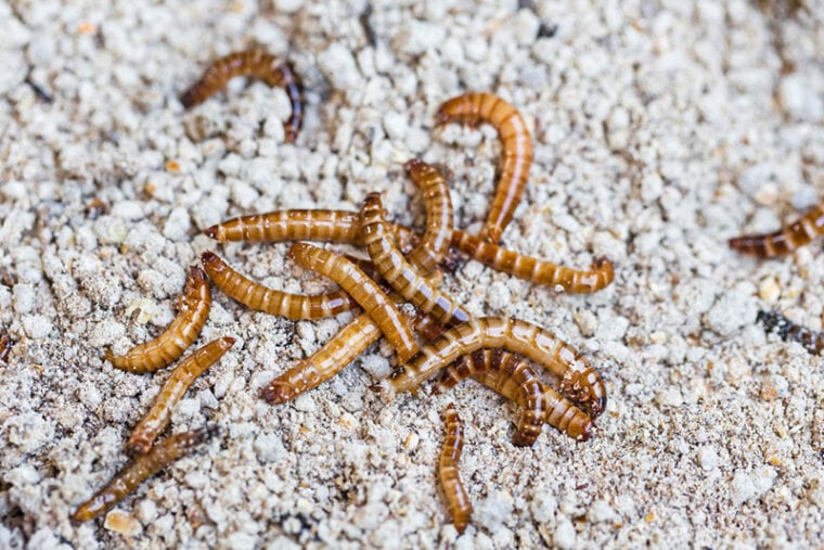 Can Bearded Dragons Eat Superworms? Vet-Approved Feeding Facts | Hepper ...