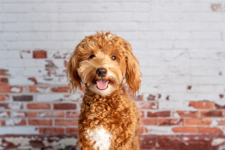 Mini Irish Doodle: Facts, Origin & History (With Pictures) | Hepper Pet ...