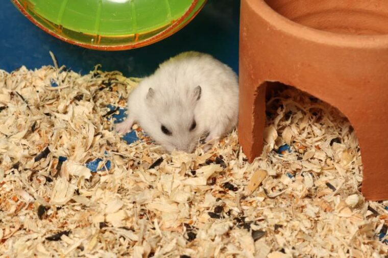 Winter White Dwarf Hamster: Pictures, Temperament & Traits (Vet ...
