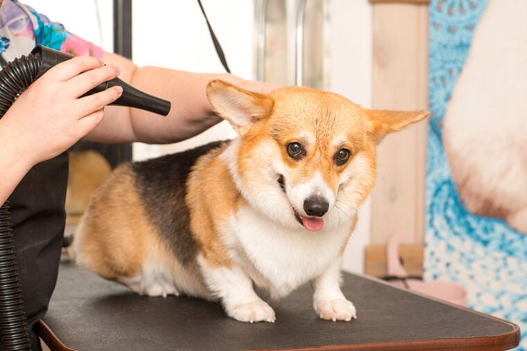 3 Corgi Haircuts & Styles in 2025 (With Pictures) | Hepper Pet Resources