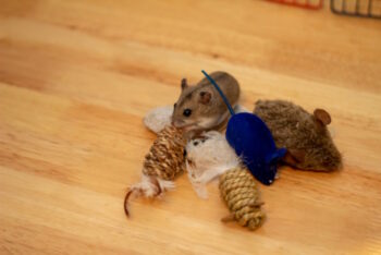 Chinese Dwarf Hamster: Pictures, Temperament, Traits, & More Vet ...