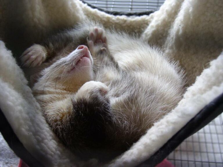How Long Do Ferrets Sleep? Vet-Reviewed Sleeping Habits Explanation | Hepper Pet Resources