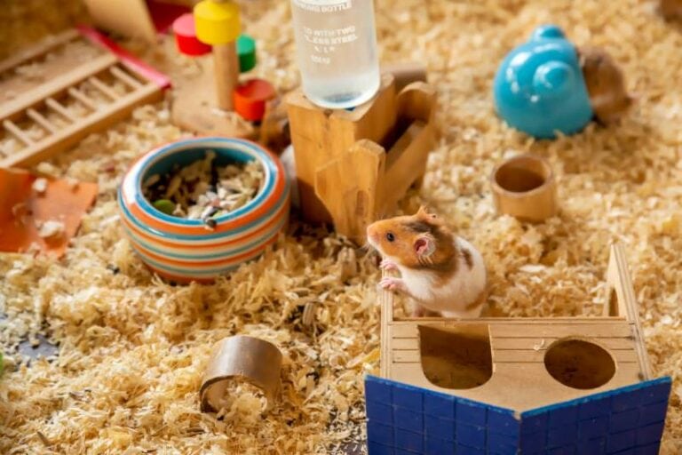 Do Hamsters Get Lonely? Vet-Verified Compatibility Guide | Hepper Pet ...