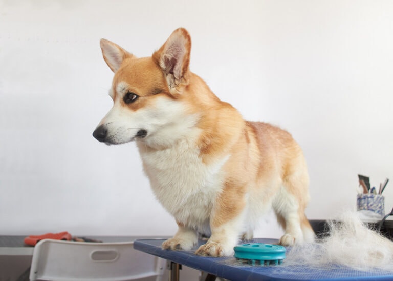 3 Corgi Haircuts & Styles in 2025 (With Pictures) | Hepper Pet Resources