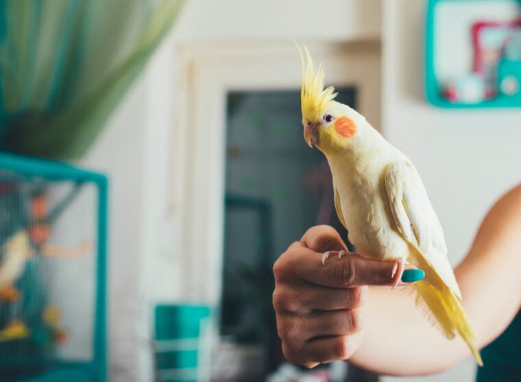How Much Does It Cost to Get a Parrot? 2025 Price Guide | Hepper Pet Resources