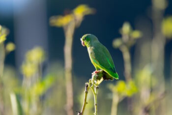 14 Green Parrot Types: Info, Pictures, Facts, and History | Hepper Pet ...