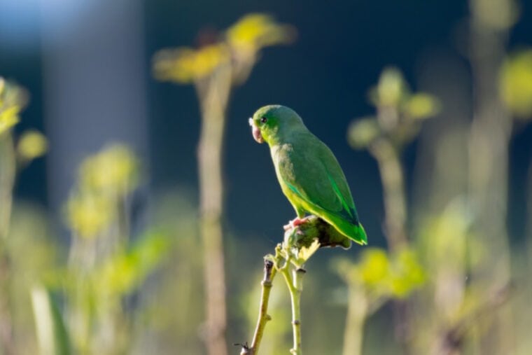 14 Green Parrot Types: Info, Pictures, Facts, and History | Hepper Pet ...