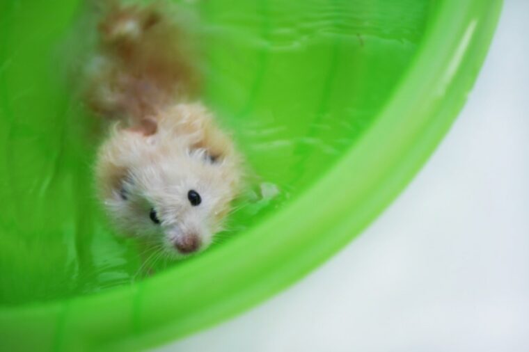 Can Hamsters Swim? Vet-Approved Facts & Safety Guide | Hepper Pet Resources
