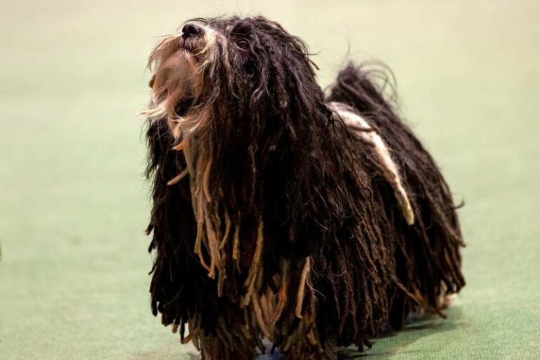 15 Dog Breeds With Dreadlocks: Info, History, Pictures & Facts | Hepper ...