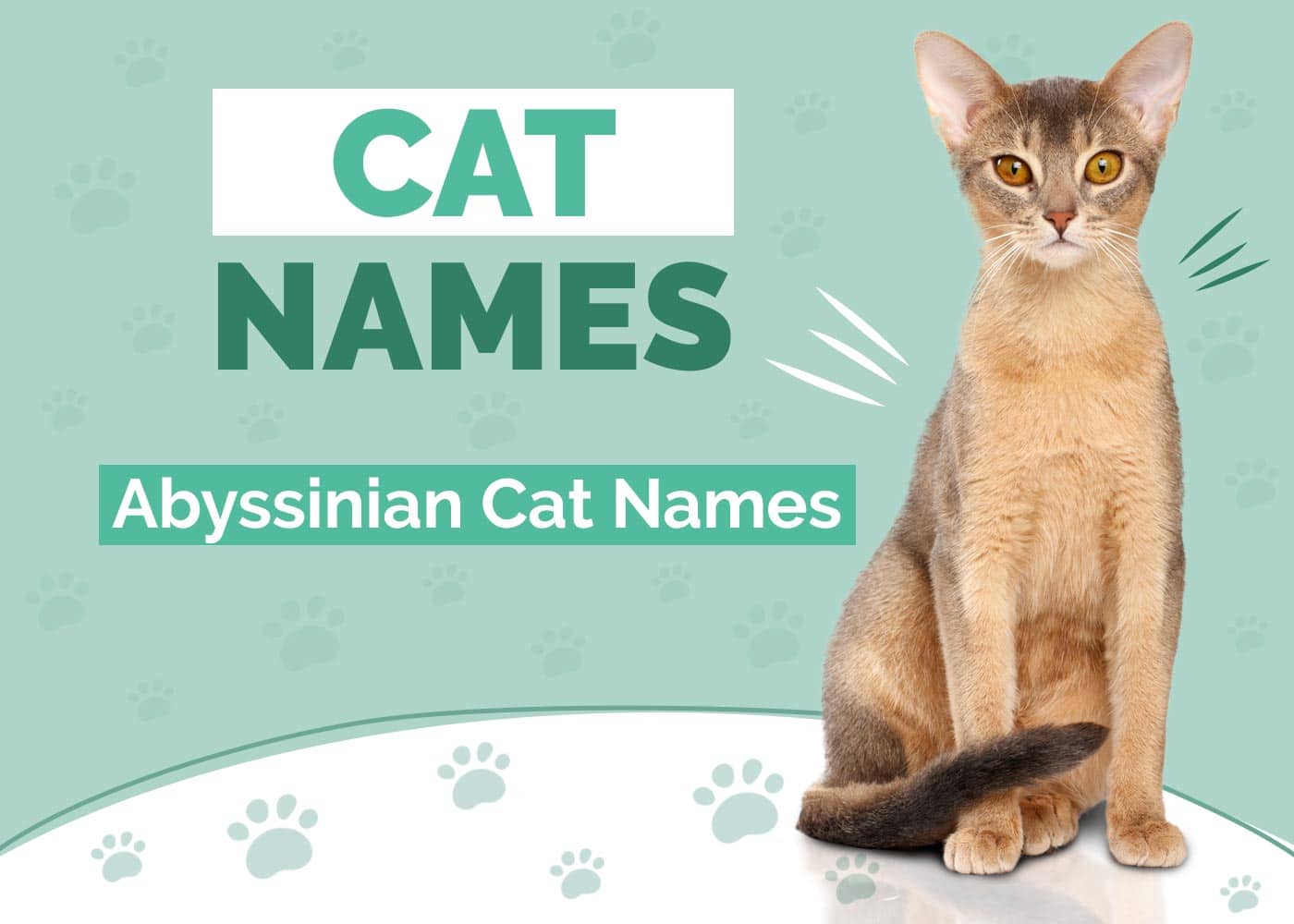 175+ Popular Cat Names: Ideas for Distinguished & Admired Felines ...