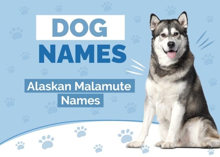 210+ Amazing Names for Alaskan Malamutes: Ideas for Powerful & Cuddly ...