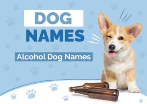 100+ Alcohol Names for Dogs: Wine, Beer & Cocktail-Inspired Ideas ...