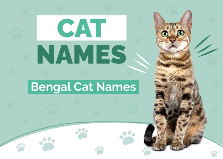 450 Bengal Cat Names: Our Top Picks for Your Tiger Cat | Hepper Pet ...