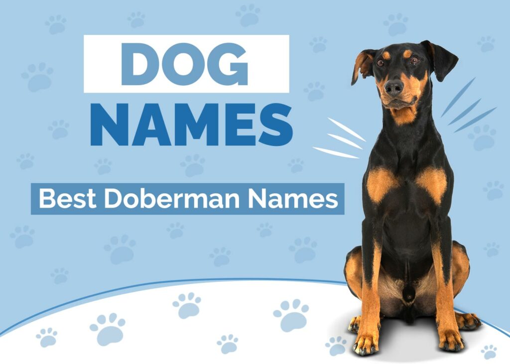 100+ Doberman Names: Strong, Fierce & Powerful Name Ideas | Hepper Pet ...