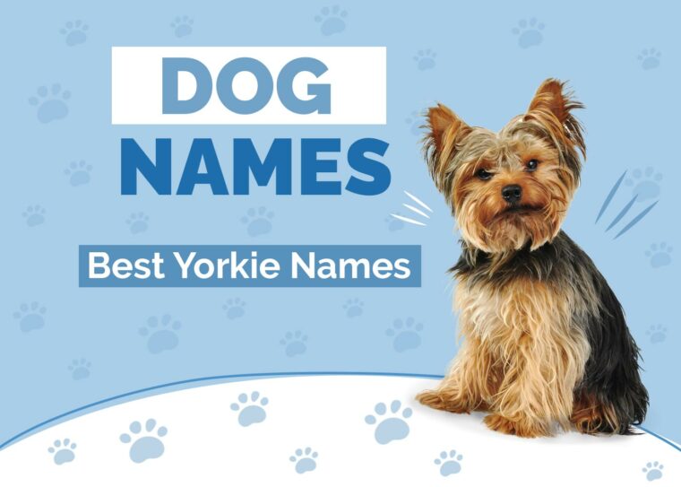 100+ Yorkie Names: Ideas for Sassy & Cute Dogs | Hepper Pet Resources