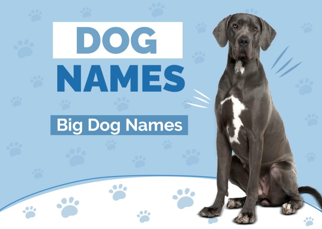 100+ Big Dog Names: Ideas for Large & Lovable Dogs | Hepper Pet Resources