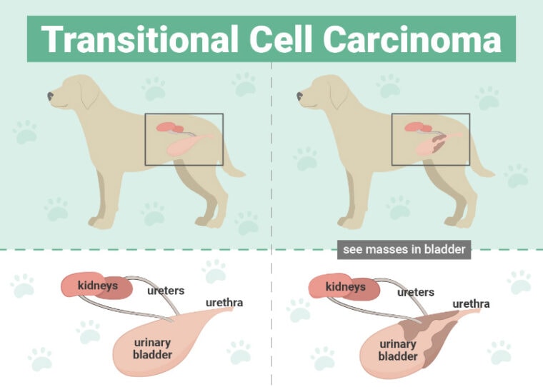 7 Most Common Types of Cancers in Dogs (Vet Answer) | Hepper Pet Resources