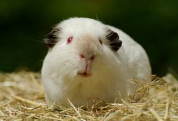 Himalayan Guinea Pig: Pictures, Info, Traits & Care Guide | Hepper Pet ...