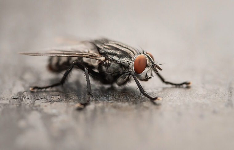 Bugs in Cat Litter Box: Vet Approved Facts & Tips to Eliminate Them ...