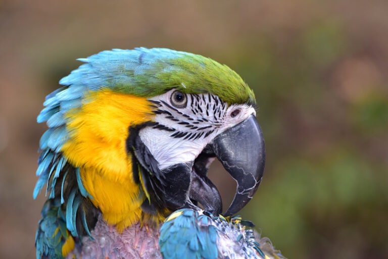Feather Plucking in Parrots: Signs, Causes & Vet-Reviewed Care Tips ...