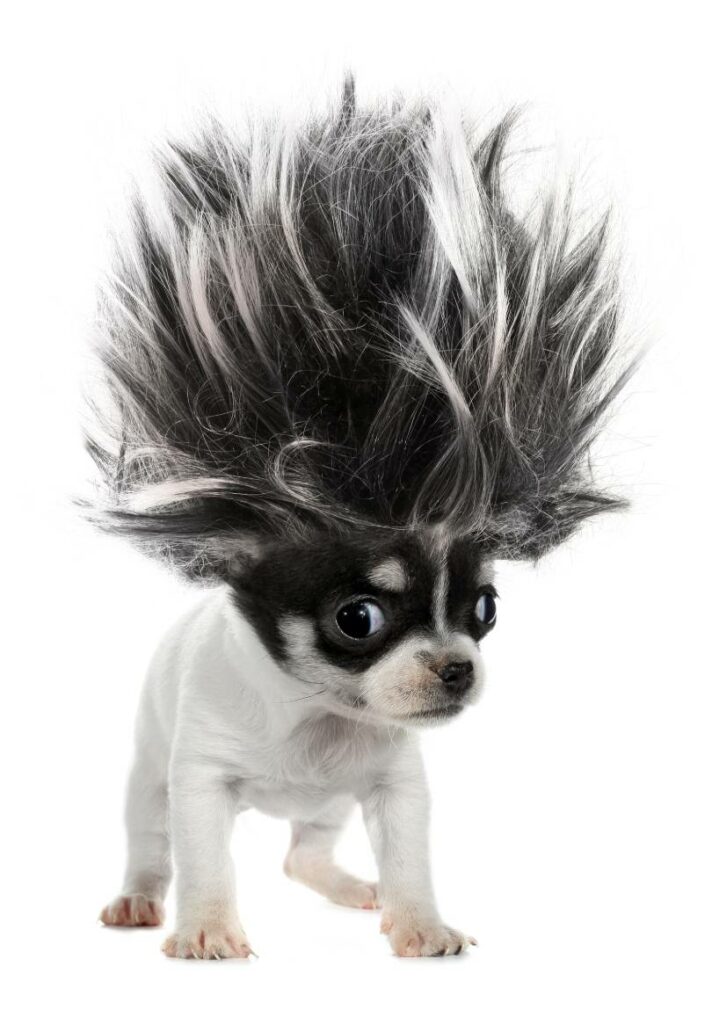 25 Funny Dog Haircuts That Will Make You Laugh (With Pictures) | Hepper ...