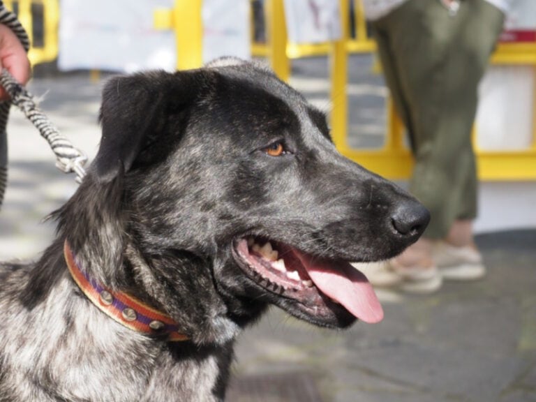 26 Spanish Dog Breeds: Info, Pictures & History of Pups From Spain ...