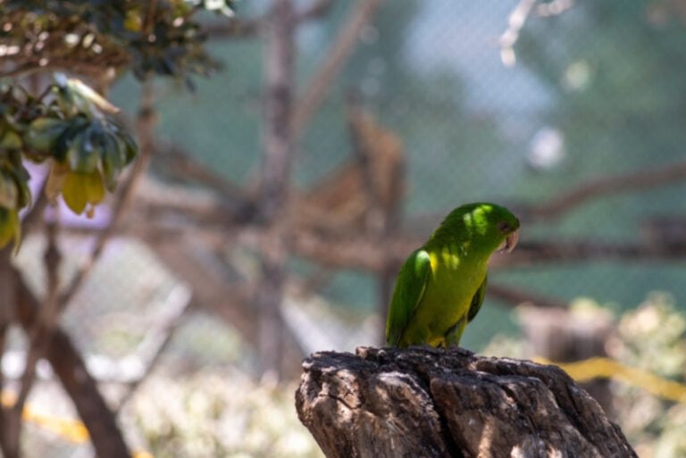 14 Green Parrot Types: Info, Pictures, Facts, and History | Hepper Pet ...