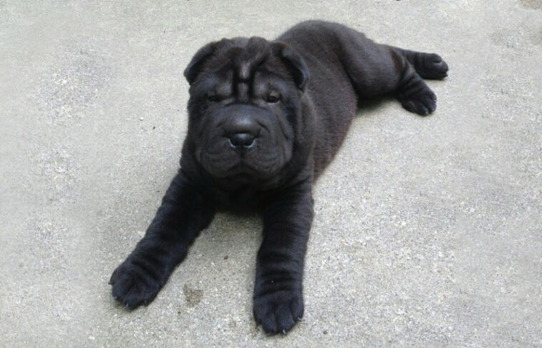 Miniature Shar Pei: Pictures, Care Guide, Temperament & Traits | Hepper ...