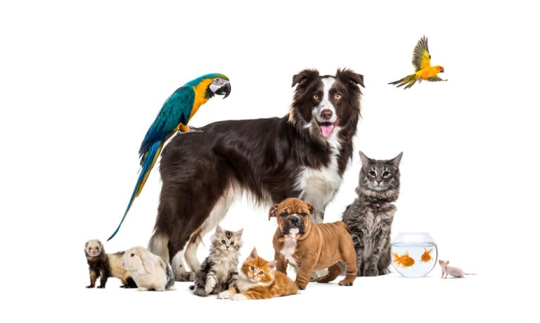 When Is World Animal Day? 2025 Update & How to Celebrate | Hepper Pet ...