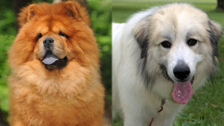 12 Great Pyrenees Mixes: Info, Pictures, Facts & History | Hepper Pet ...