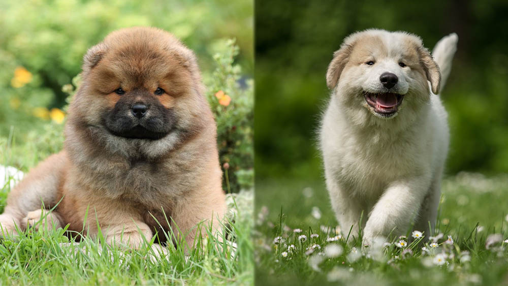 Chow Chow Great Pyrenees Mix: Pictures, Care Guide, Temperament & Traits | Hepper Pet Resources