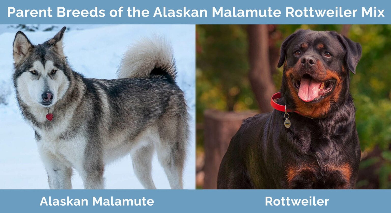 Alaskan Malamute Rottweiler Mix: Care, Pictures, Traits ...