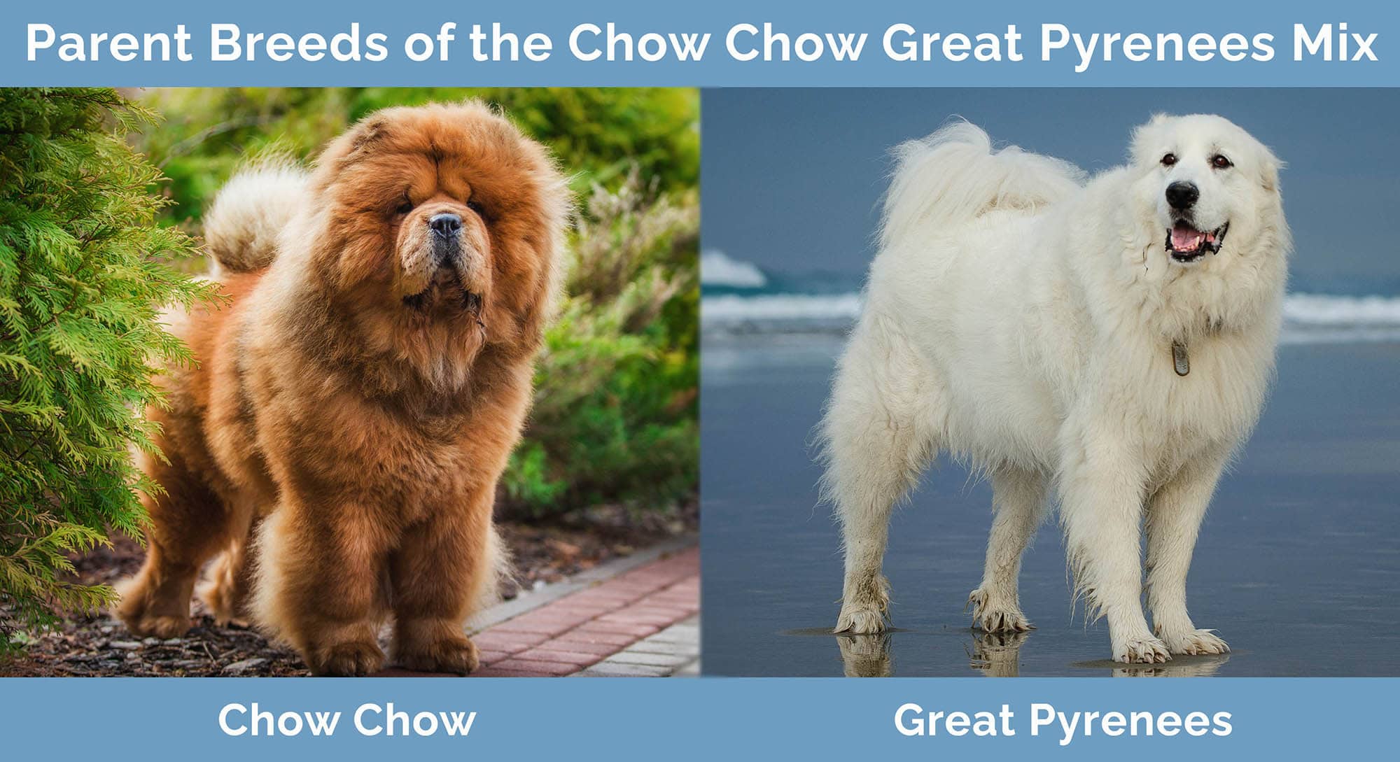 Chow Chow Great Pyrenees Mix: Pictures, Care Guide, Temperament ...