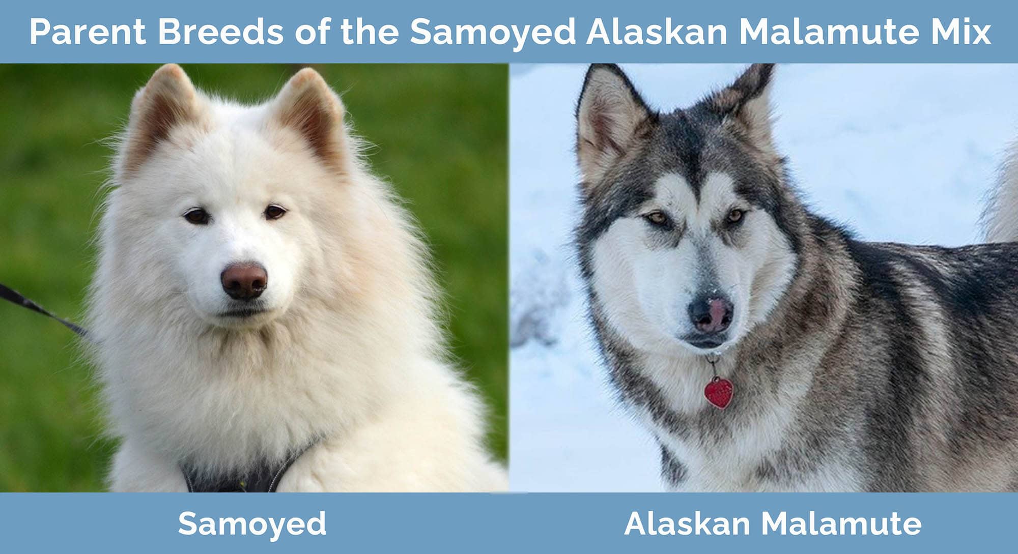 Samoyed Alaskan Malamute Mix: Info, Care, Pictures, Traits & More ...