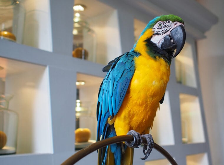 Do Parrots Understand What They Say? Vet-Reviewed Science | Hepper Pet ...