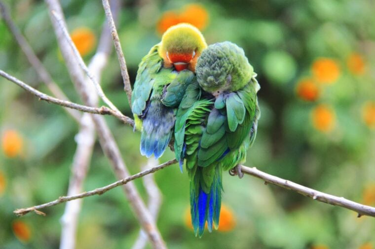 How Does a Parrot Sleep? Bird Routine & Rest Facts | Hepper Pet Resources