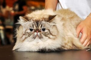 10 Flat-Faced Cat Breeds (With Info & Pictures) | Hepper Pet Resources