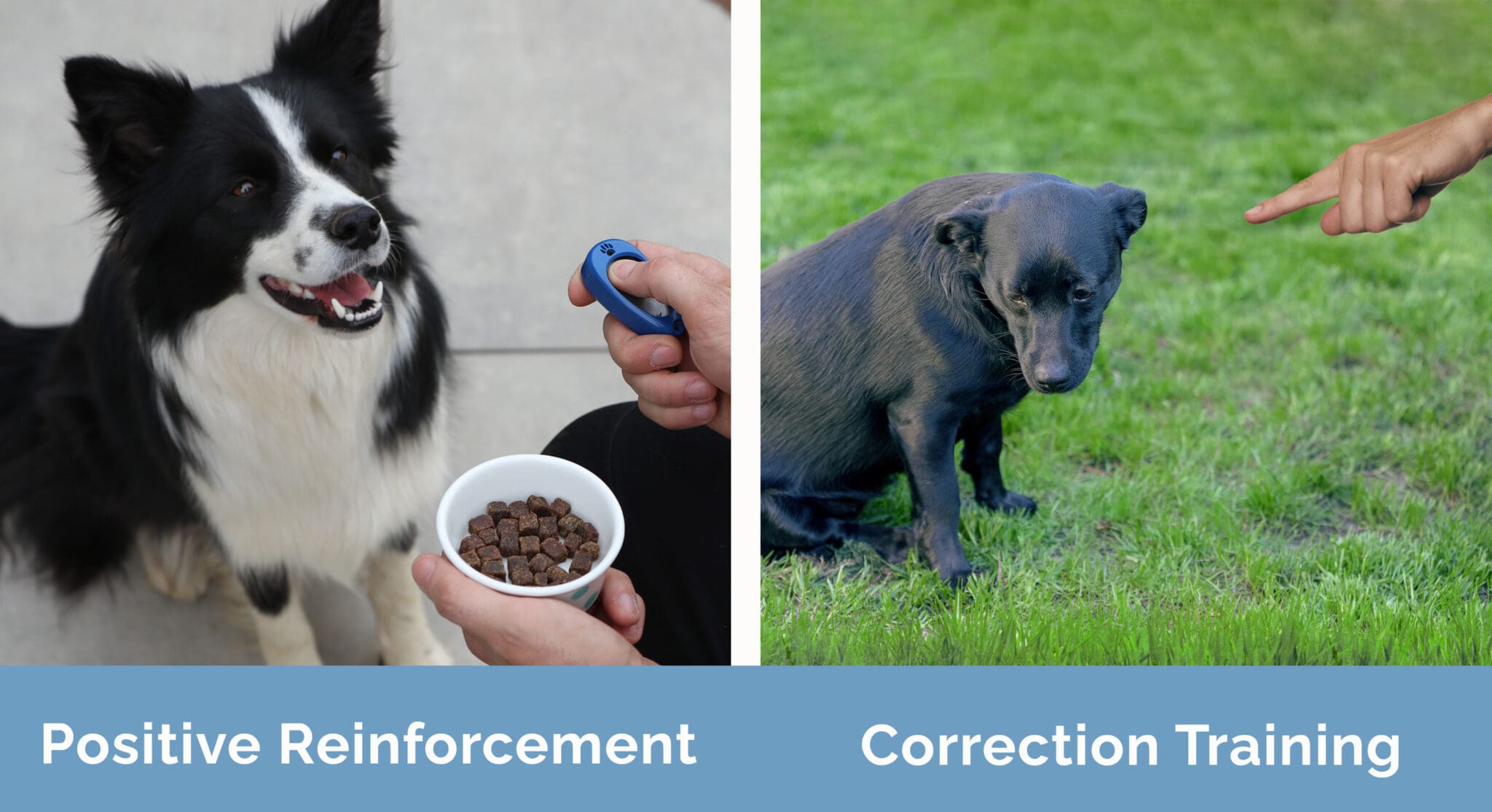 Positive Reinforcement vs. Correction Dog Training Methods: Key ...