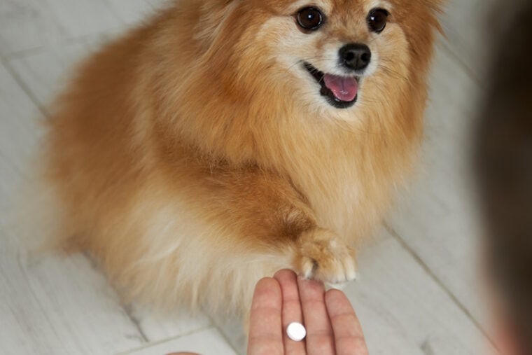 Whipworms in Dogs: Our Vet Explains Causes, Signs & Treatments | Hepper ...